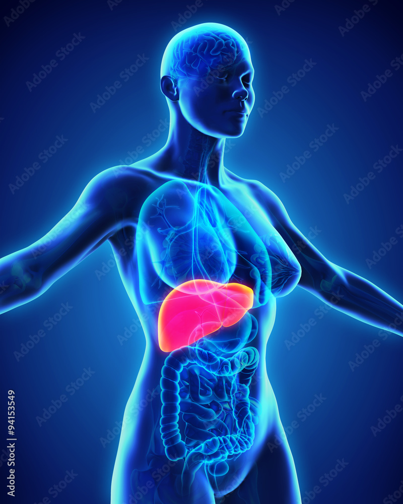 Human Liver Anatomy Stock Illustration | Adobe Stock
