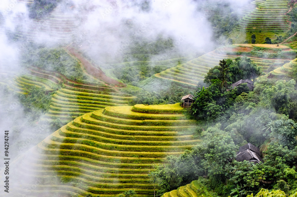 Terraced rice fields in Hoang Su Phi district of Ha Giang highland province, Vietnam. Stock ...