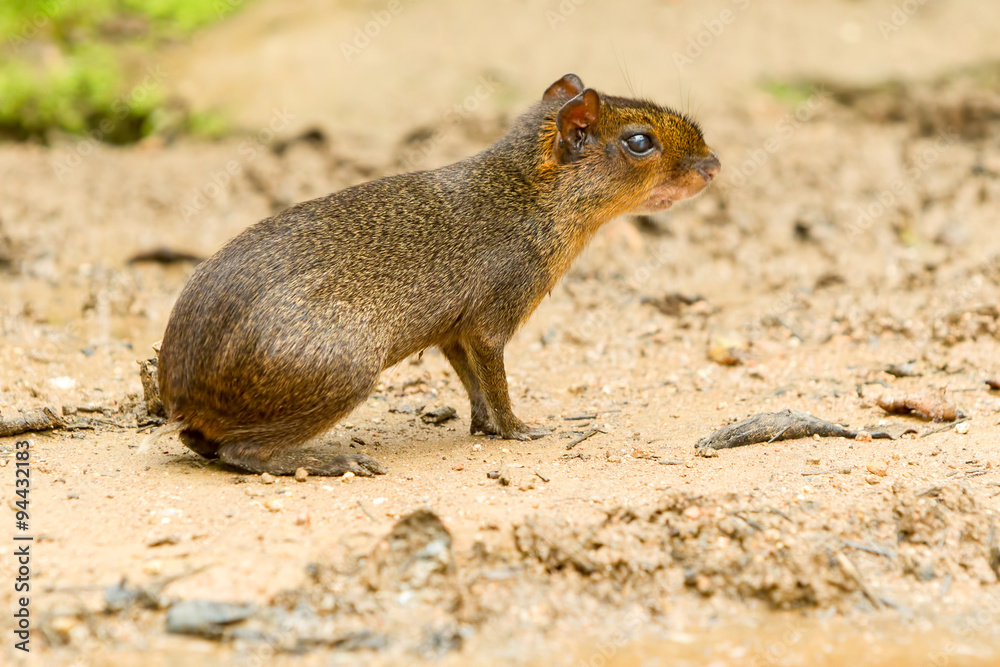 Photo Stock Spotting the Central American Agouti also known as Guatusa ...
