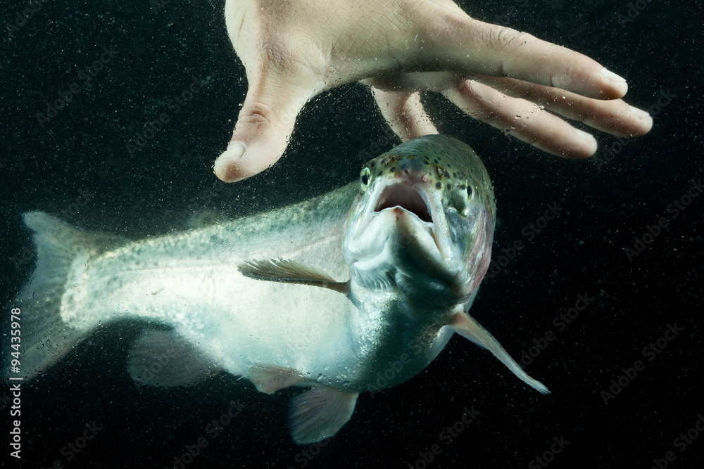 Foto A scared salmon underwater, a bear fishing with its hands ...