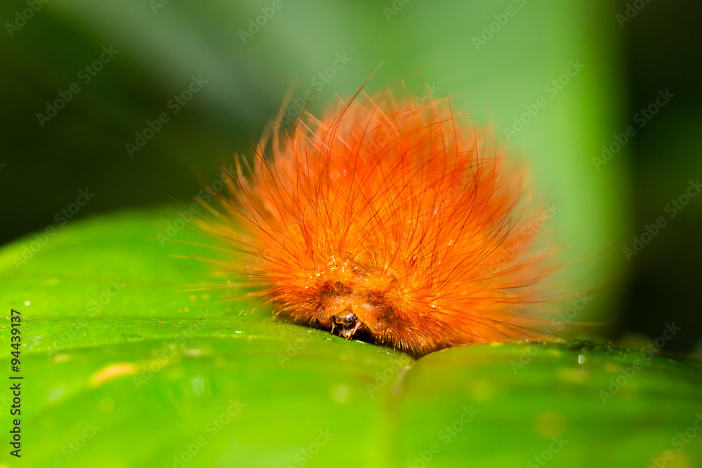 Caterpillars,the larval form of Lepidoptera,thrive in the diverse ...