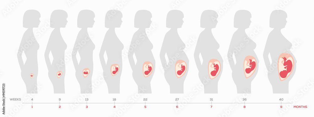 The growth of a human fetus in weeks and months in vector format Stock ...