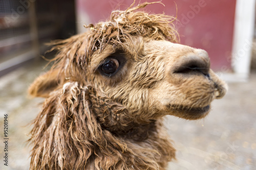 Sad Alpaca Stock Photo | Adobe Stock