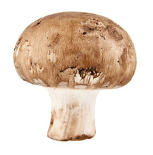 Single Mushroom Free Stock Photo - Public Domain Pictures