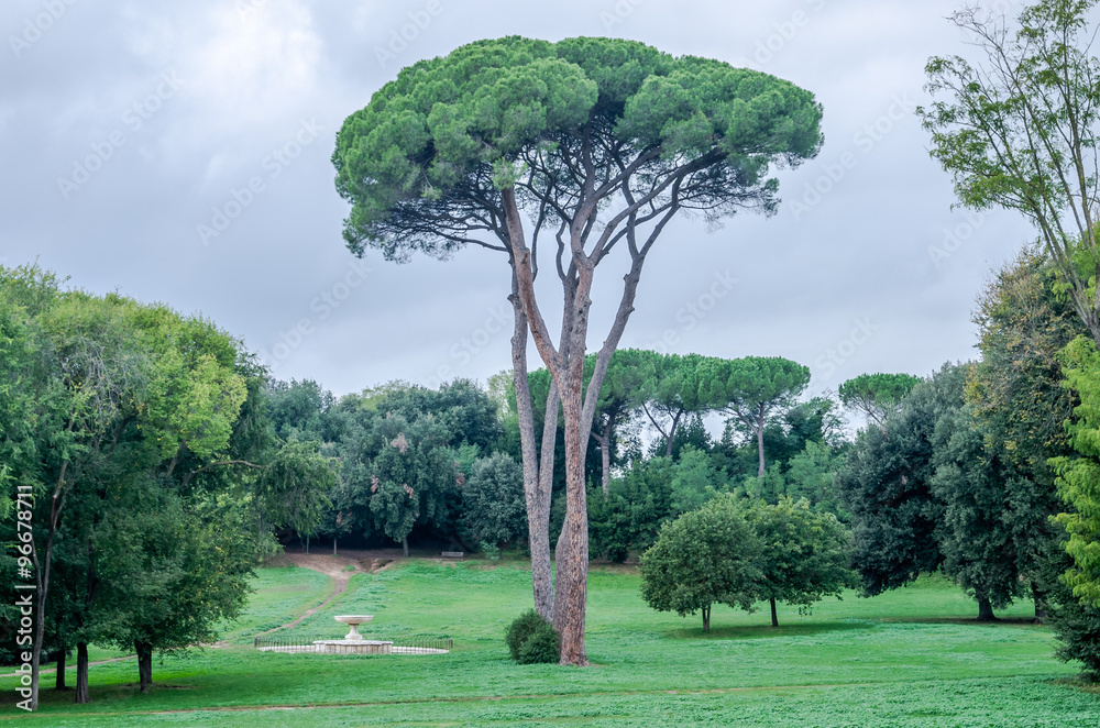 Conifer pine tree that stands in the midst of a field with grass, next ...
