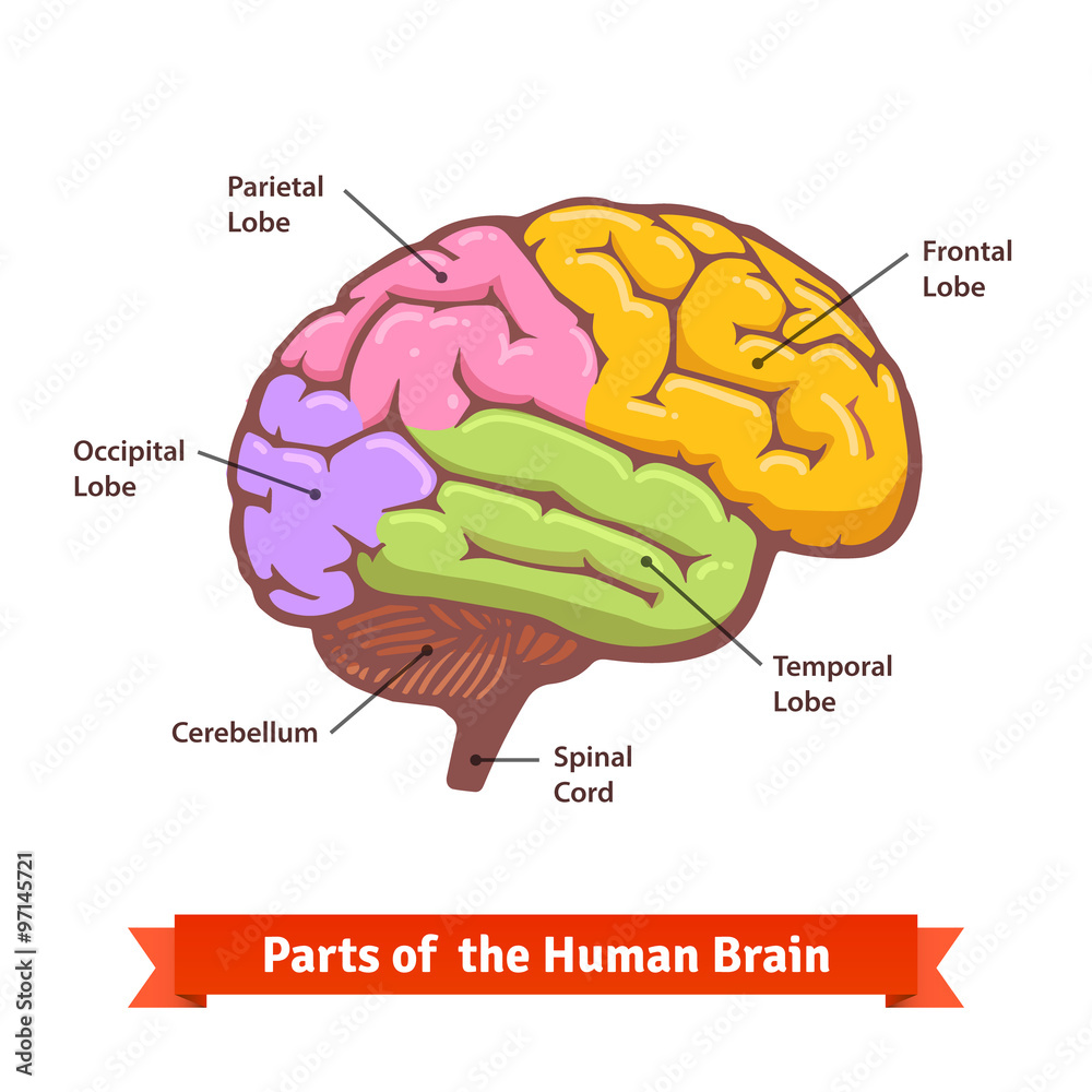 Colored and labeled human brain diagram Stock Vector | Adobe Stock