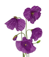 Purple Poppies Free Stock Photo - Public Domain Pictures