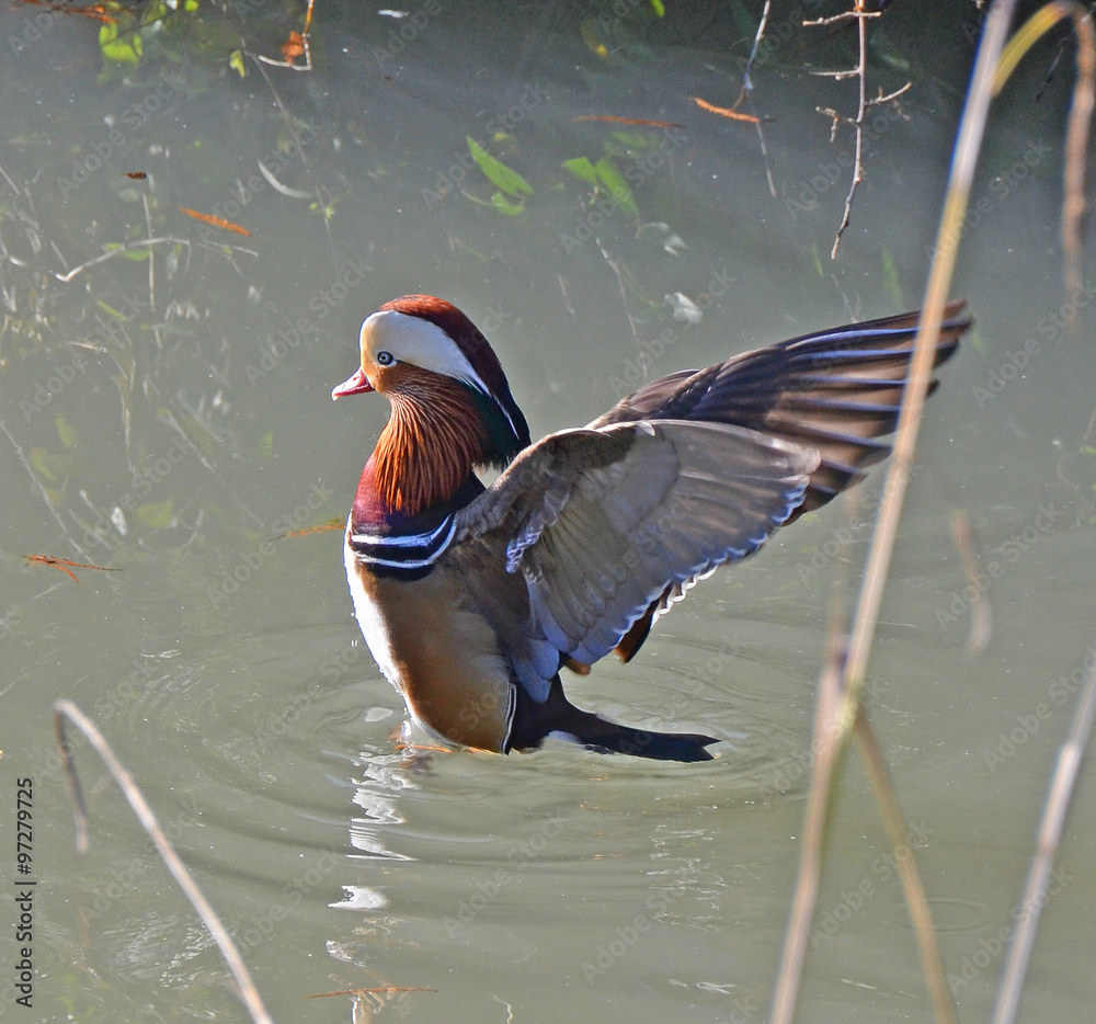 mandarin duck wings