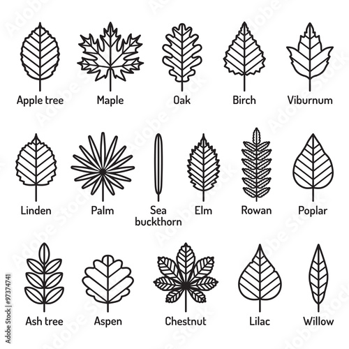 Leaves types with names icons vector set. Outline black icons. - Buy ... Leaves types with names icons vector set. Outline black icons. - Buy ...