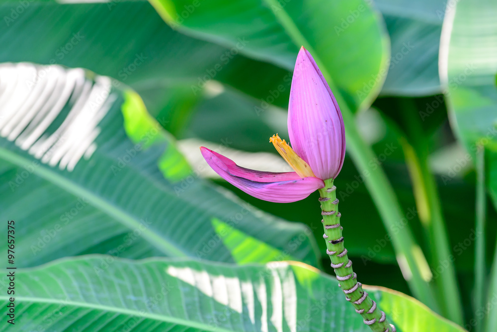 Bua Luang flower, Musa hybrids MUSACEAE bloom. Stock Photo | Adobe Stock
