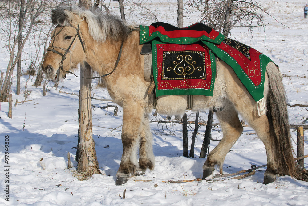 Yakut horse in festive attire. Yakutia. Russia. Stock Photo | Adobe Stock