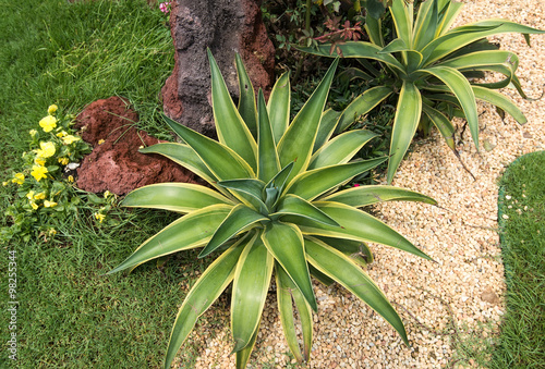 Sharp pointed agave plant leaves Stock Photo | Adobe Stock Sharp pointed agave plant leaves Stock Photo | Adobe Stock