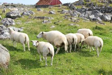 Sheep Butts Free Stock Photo - Public Domain Pictures