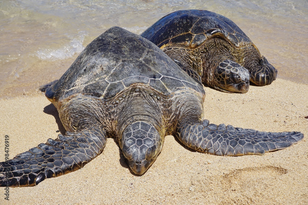 Honu giant Hawaiian green sea turtles in Hookipa Beach Park, on the ...