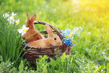 Spring Bunny Free Stock Photo - Public Domain Pictures