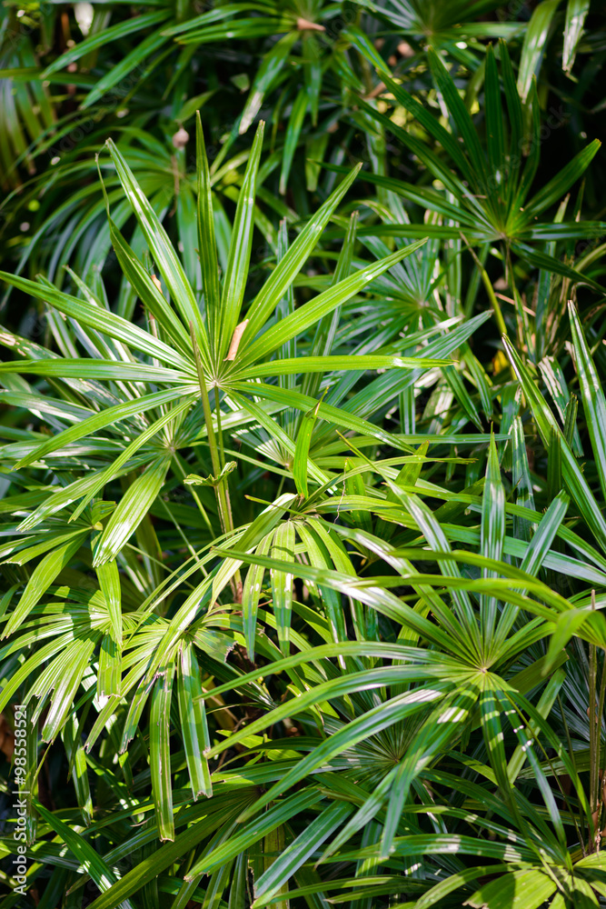 Licuala paludosa Griff tree Stock Photo | Adobe Stock