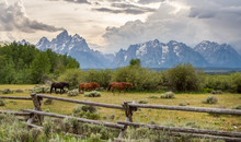 Horses At A Ranch Free Stock Photo - Public Domain Pictures