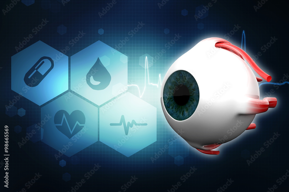 Human Eye Dissection Anatomy Stock Illustration | Adobe Stock