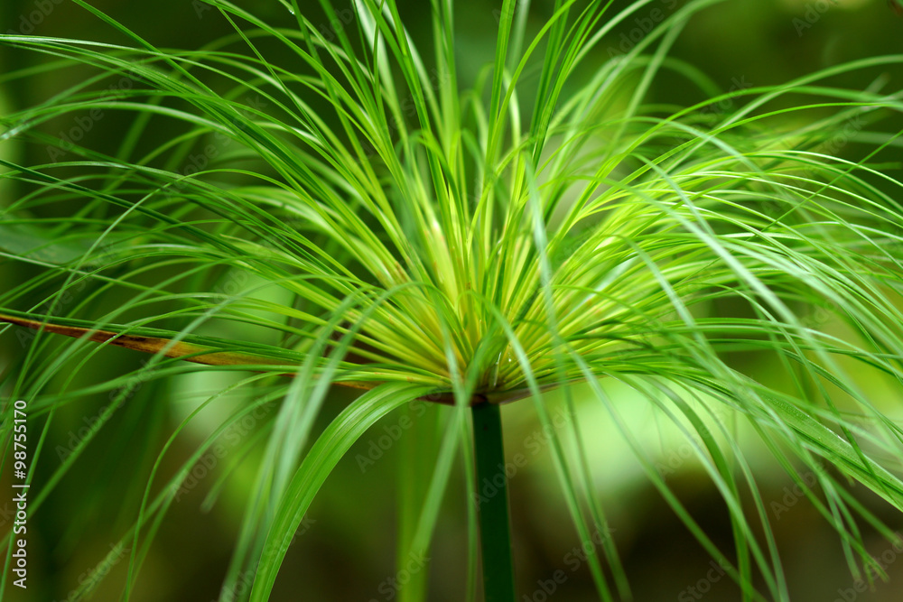 Foto de Stock Egyptian papyrus. (Cyperus papyrus L.) | Adobe Stock