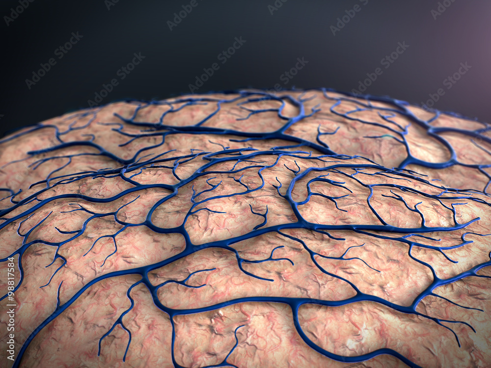 circulatory system, blood vessel, brain model, brain Stock Illustration ...