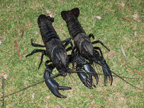 Western australian, wild black marron crayfish - Buy this stock photo ...