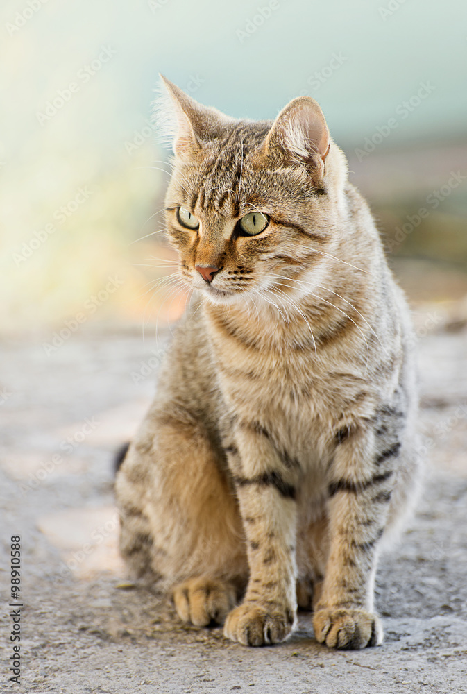 Gatto seduto Stock Photo | Adobe Stock