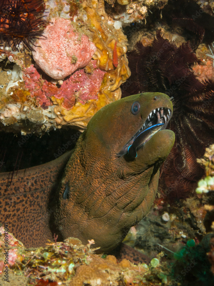 Moray eel with cleaner fish cleaning his teeth. Stock Photo | Adobe Stock