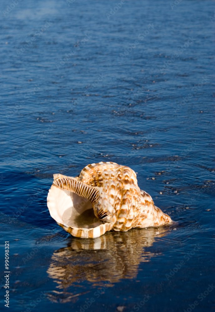 Large Triton shell on the beach with approching wave. Tritons are very ...