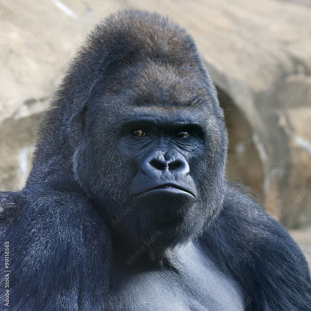 Photo Stock Face portrait of a gorilla male, severe silverback, on rock ...