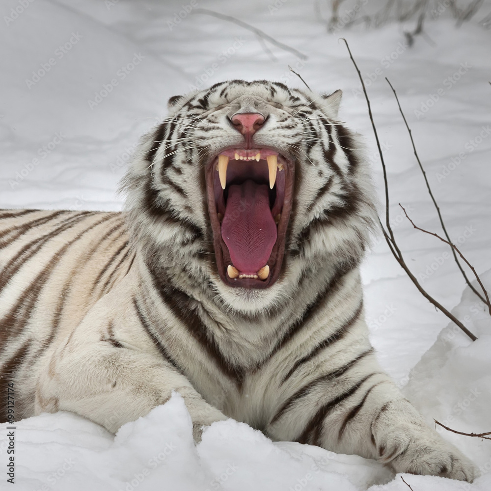 Fotografie A yawning white bengal tiger, lying on fresh snow. The most ...