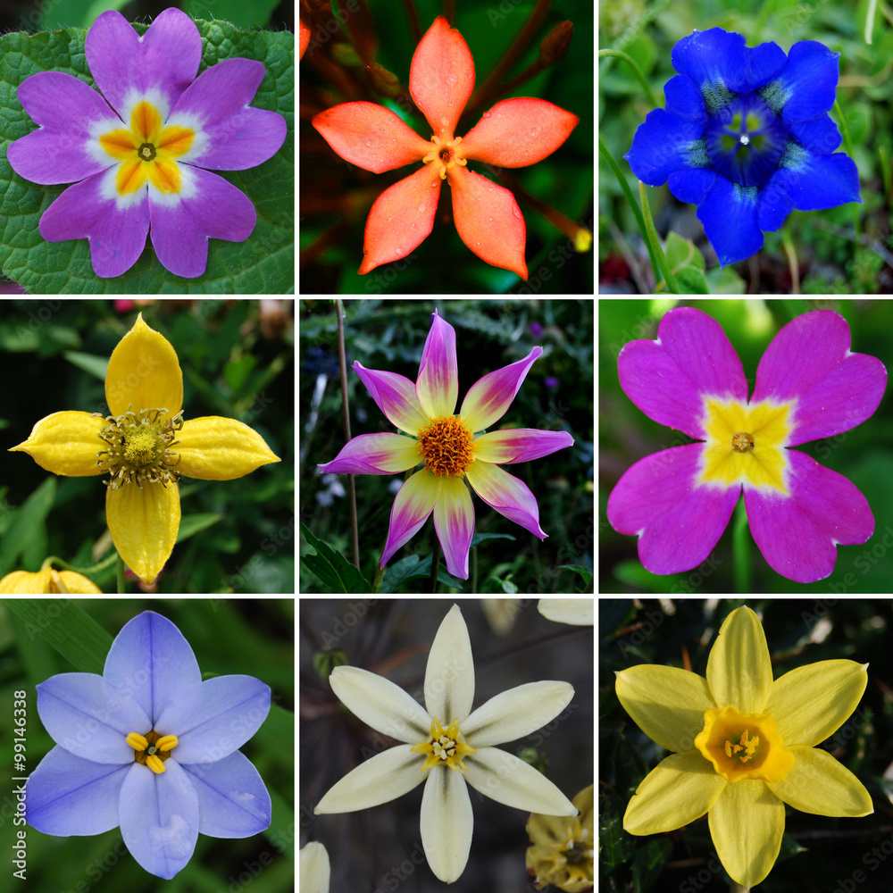 Mathematical Patterns in Nature Flower Geometry Stock Photo | Adobe Stock