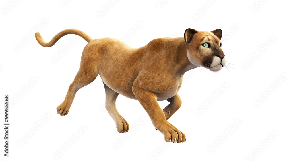Puma mountain lion running wild cat isolated on white background Stock Illustration Adobe Stock