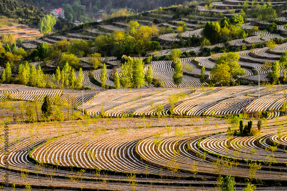 Terraced rice field in rice season in China Stock Photo | Adobe Stock