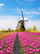 Tulip Dutch Windmill Free Stock Photo - Public Domain Pictures
