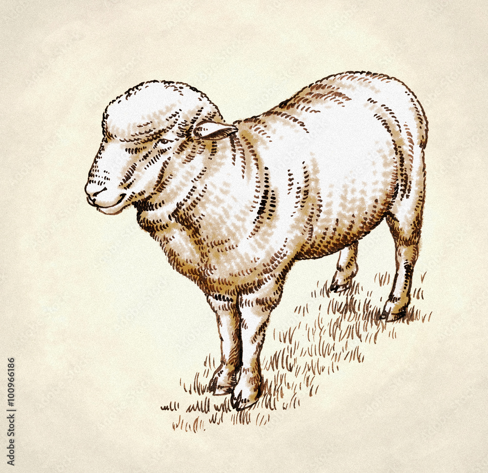 engrave ink draw sheep illustration Stock Illustration | Adobe Stock