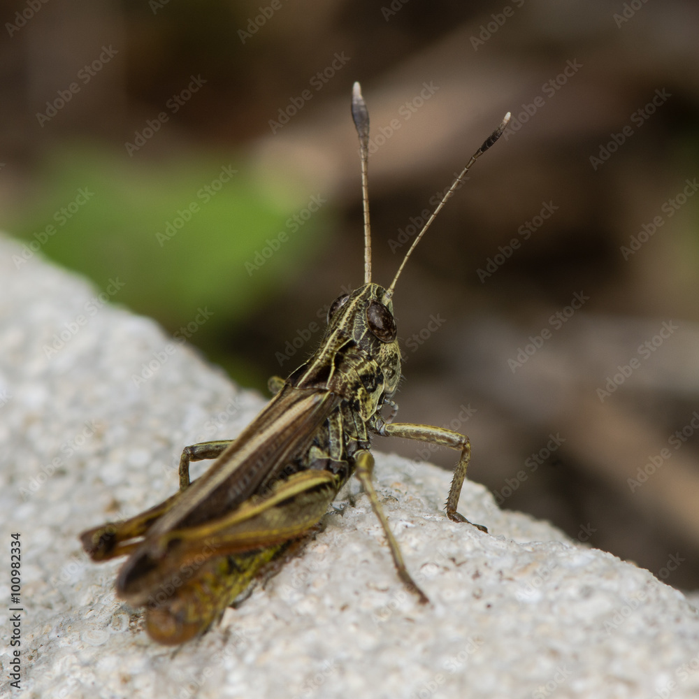 Rufous grasshopper (Gomphocerippus rufus). A grasshopper in the family ...