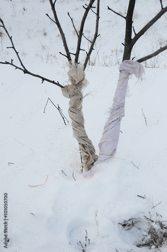 Fruit tree damaged by rabbits (Oryctolagus cuniculus) and other Stock ...