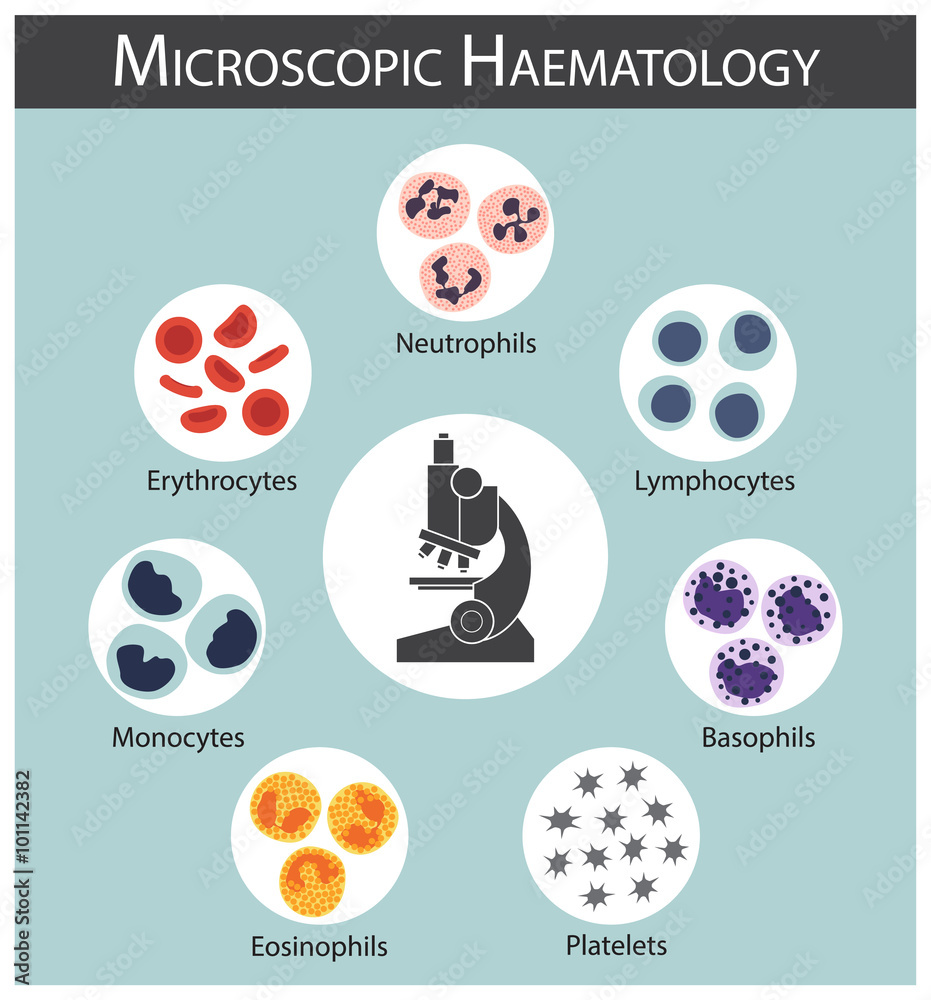 Microscopic haematology ( Red blood cells : erythrocytes )( White blood ...