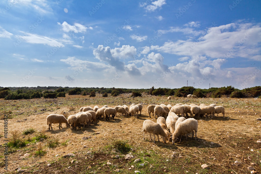 Flock of sheep on the island of Pag, Croatia. From these sheep comes ...