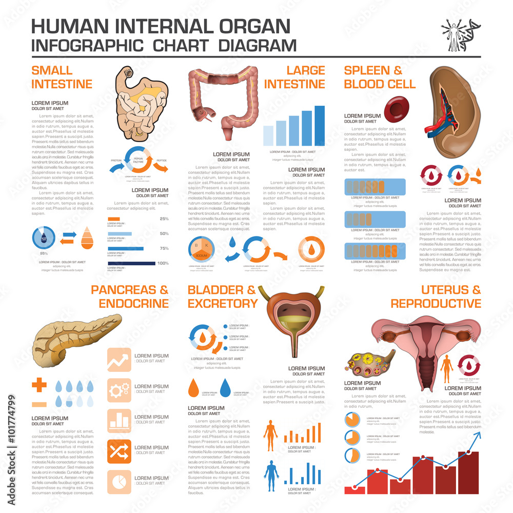 Human Internal Organ Health And Medical Infographic Chart Diagra Stock ...