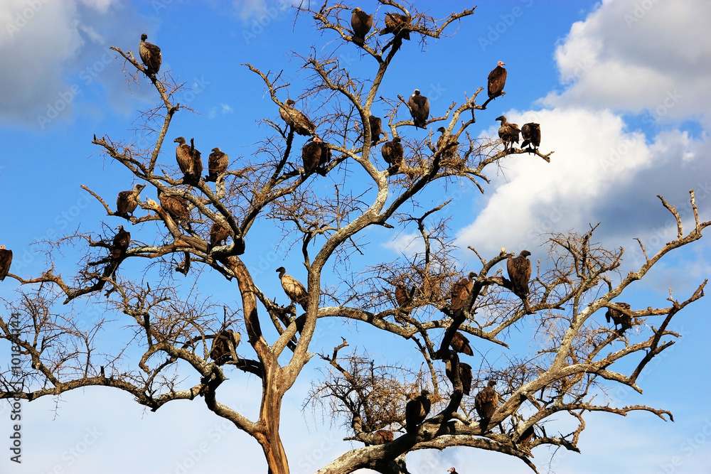 Vultures on the dry tree of the African Savannah Stock Photo | Adobe Stock