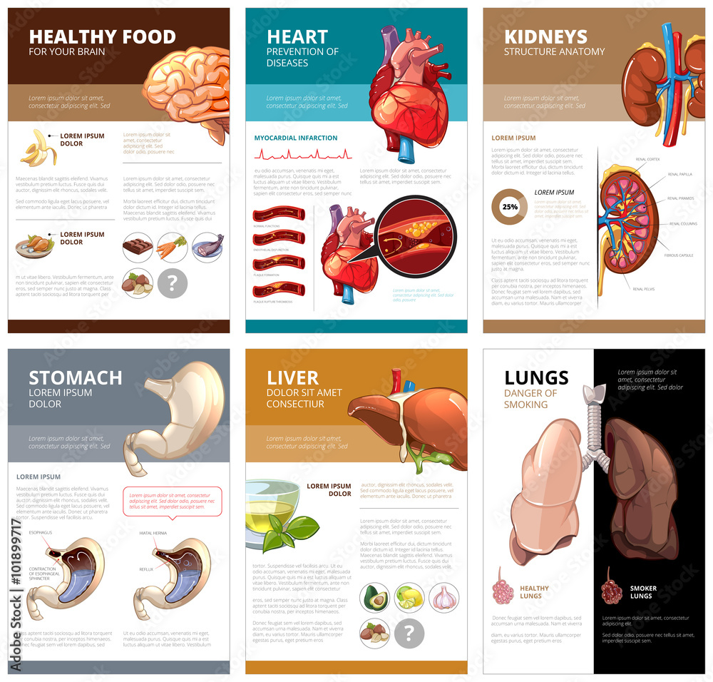Internal human organs chart diagram infographic. Brain and heart, liver ...