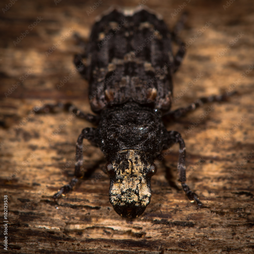 Scarce fungus weevil (Platyrhinus resinosus). A most unusual beetle in ...