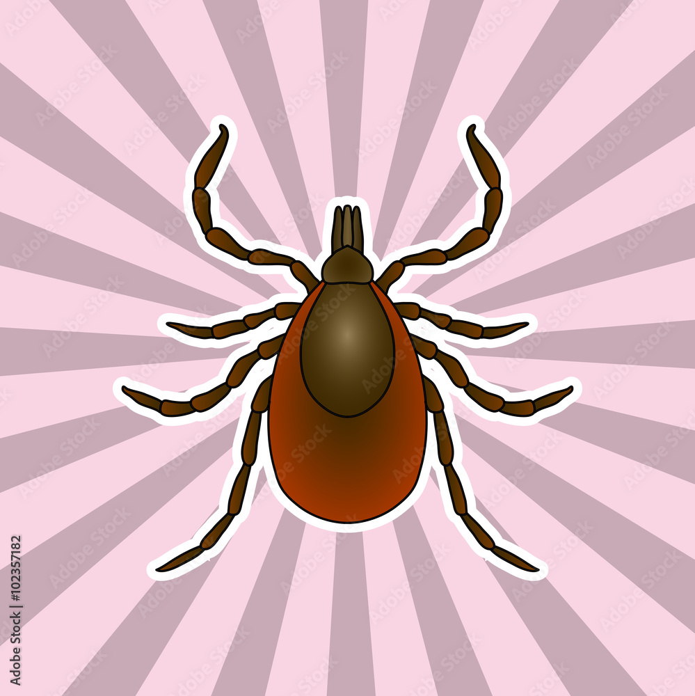 Vector de Stock Insect anatomy. Sticker Tick parasite. Sketch of Tick ...