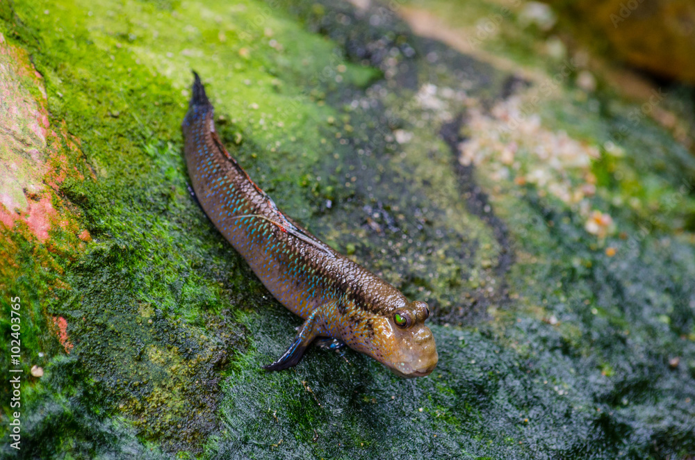 Atlantic mudskipper (Periophthalmus barbarus). Animal theme. Stock ...