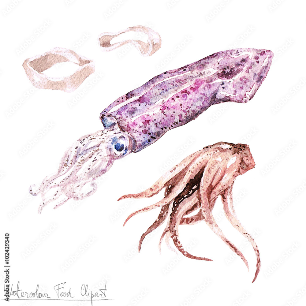 Watercolor Food Clipart - Calamari Stock Illustration | Adobe Stock