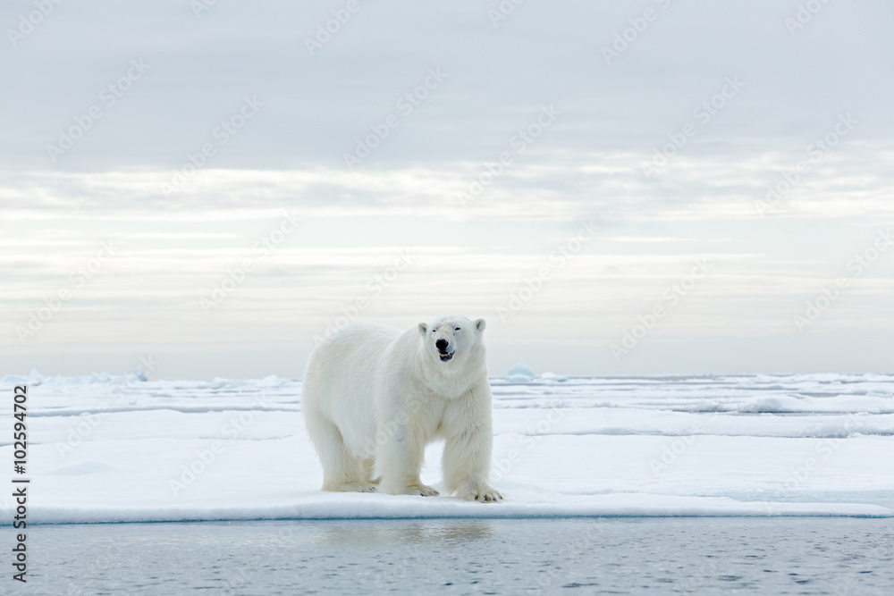 Big polar bear on drift ice edge with snow a water in Arctic Svalbard ...