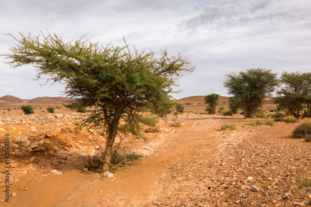 acacia tree in the Sahara desert Stock Photo | Adobe Stock