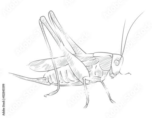 Sketch large locust. Stock Vector | Adobe Stock