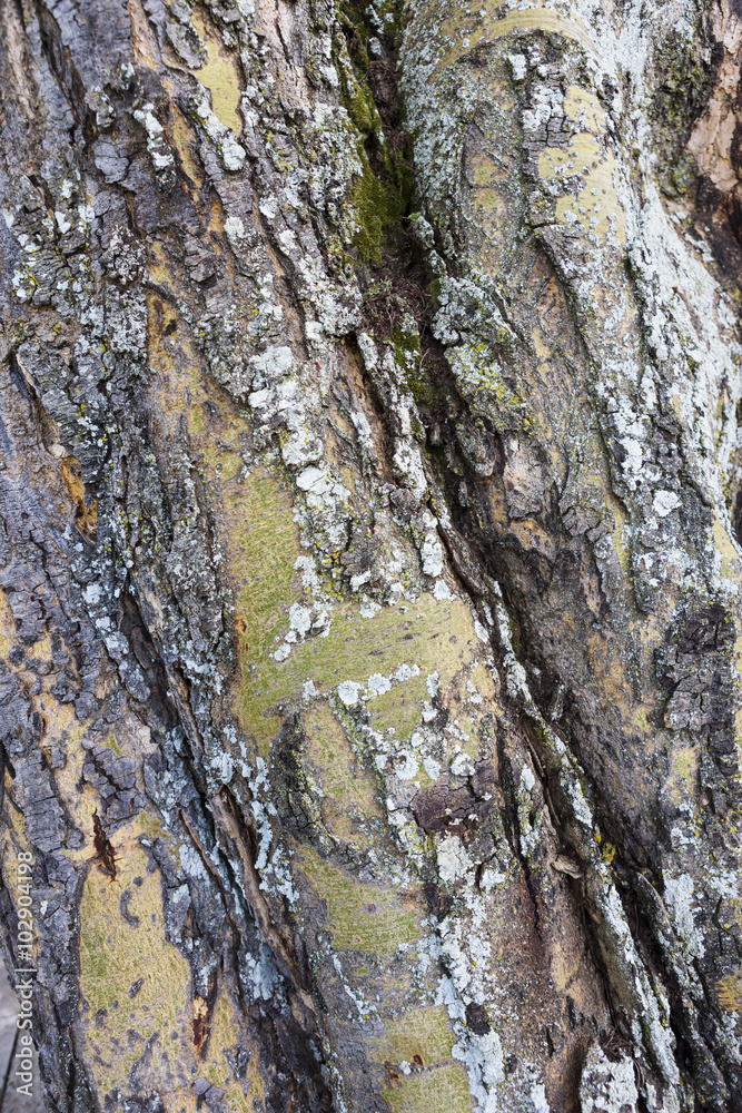 ภาพถ่าย Stock Structure of a bark acacia tree (Acacia tortilis), Lake ...